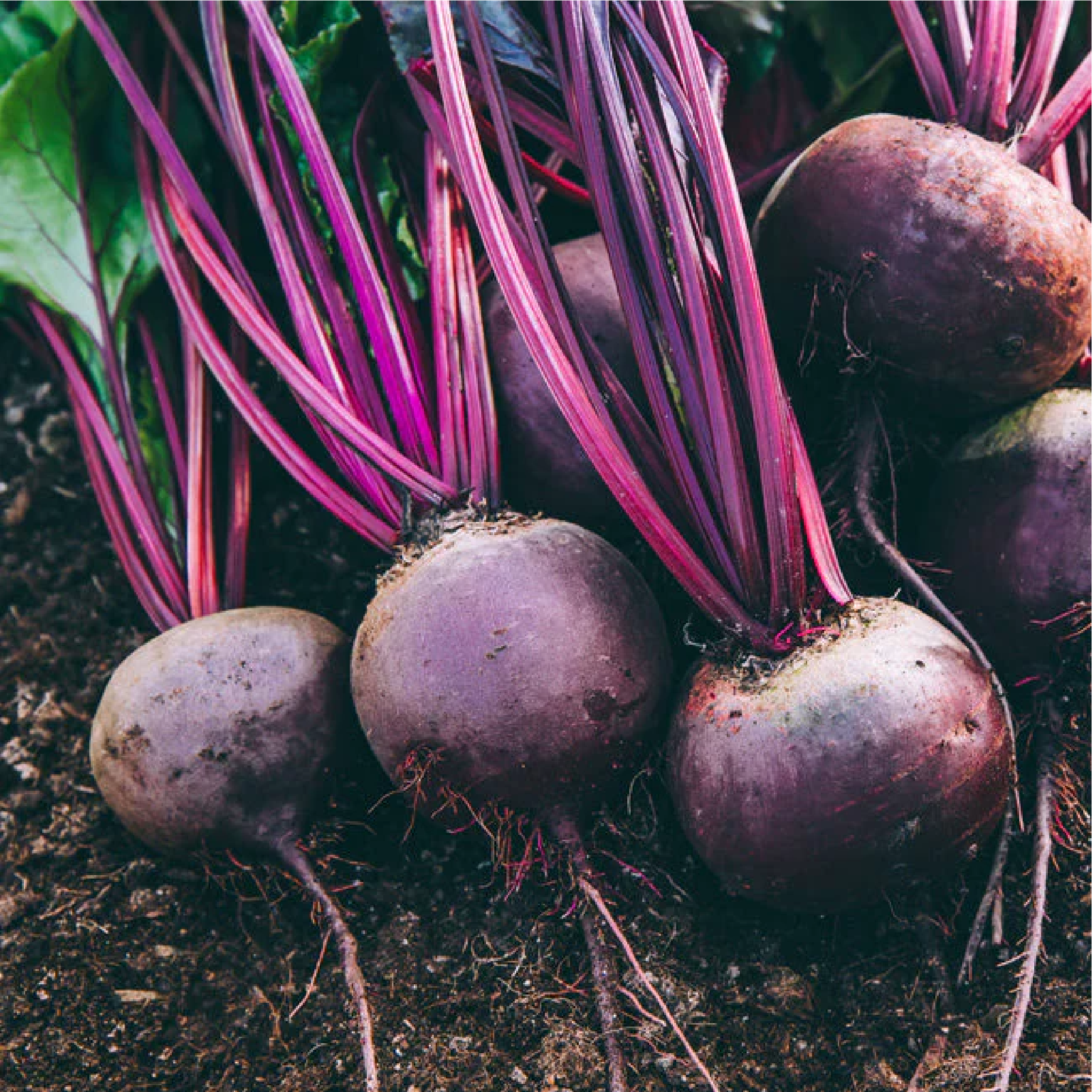 DETROIT BEETROOT SEEDS بذور الشمندر ديترويت – Plantology Lab Trading
