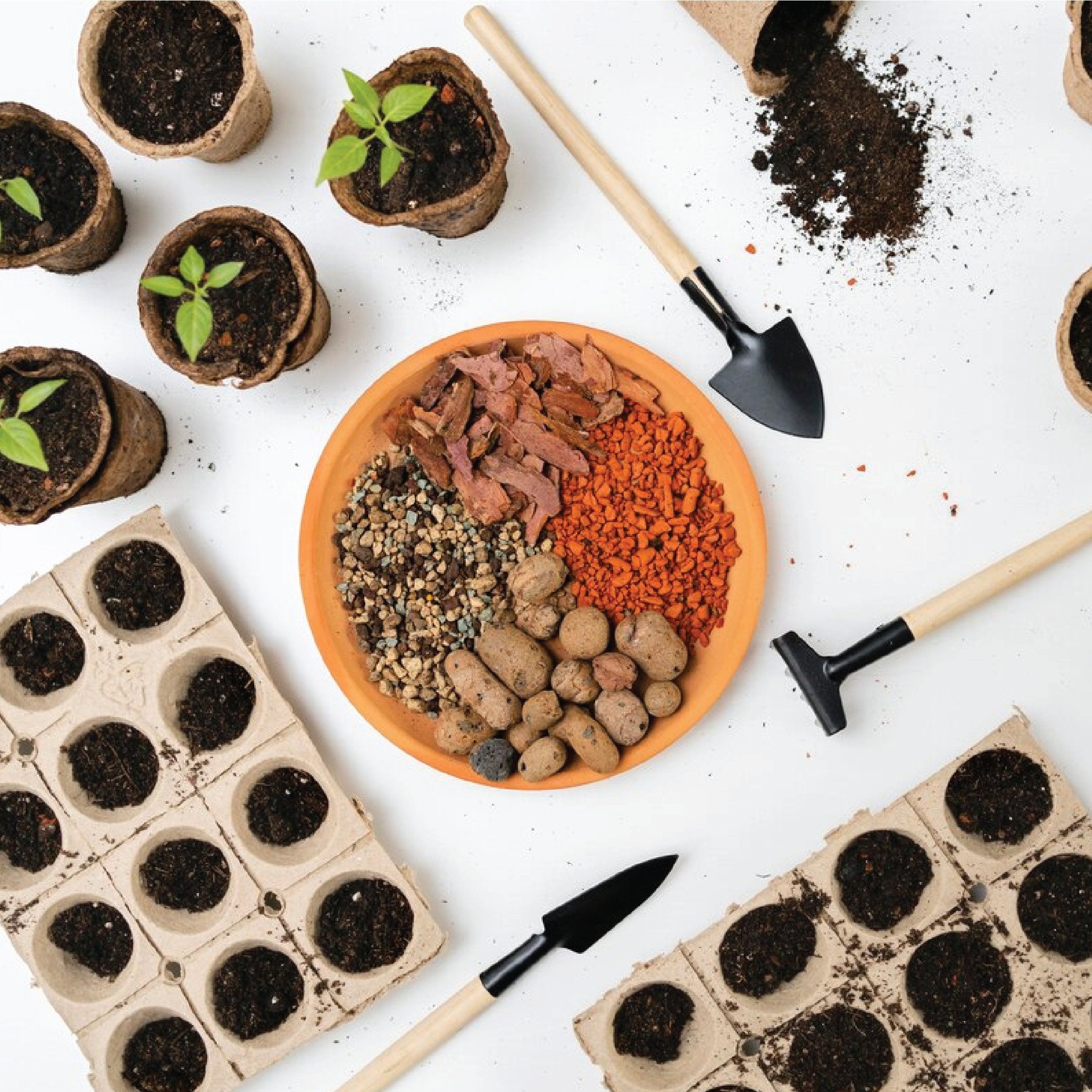 All Types of Organic Seeds Buy Vegetable, Flower, Fruit and Tree Seeds ...
