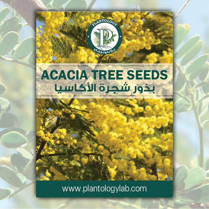 Acacia Tree Seeds – Plantology Lab
