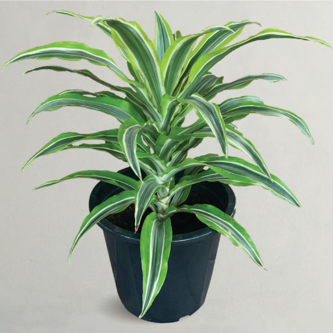 Dracaena Fragrans White Jewel Dragon Tree - Indoor Oxygen Plants ...