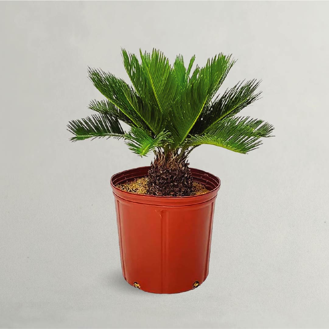 Cycas Revoluta - Sago Palm - Indoor Sago Tree Buy Online Dubai UAE ...