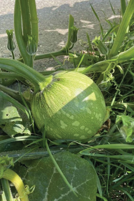 ROUND ZUCCHINI SEEDS – Plantology Lab Trading