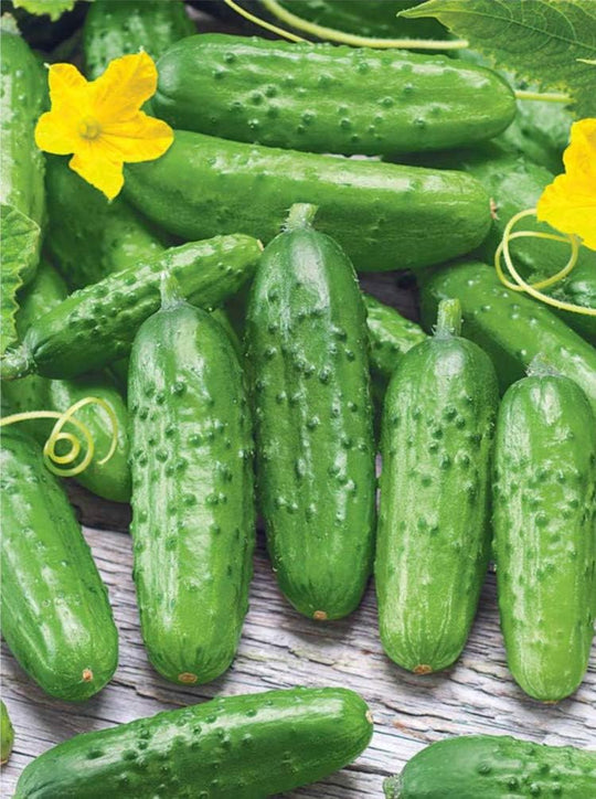 PICKLING CUCUMBER SEEDS بذور خيار المخلل – Plantology Lab Trading