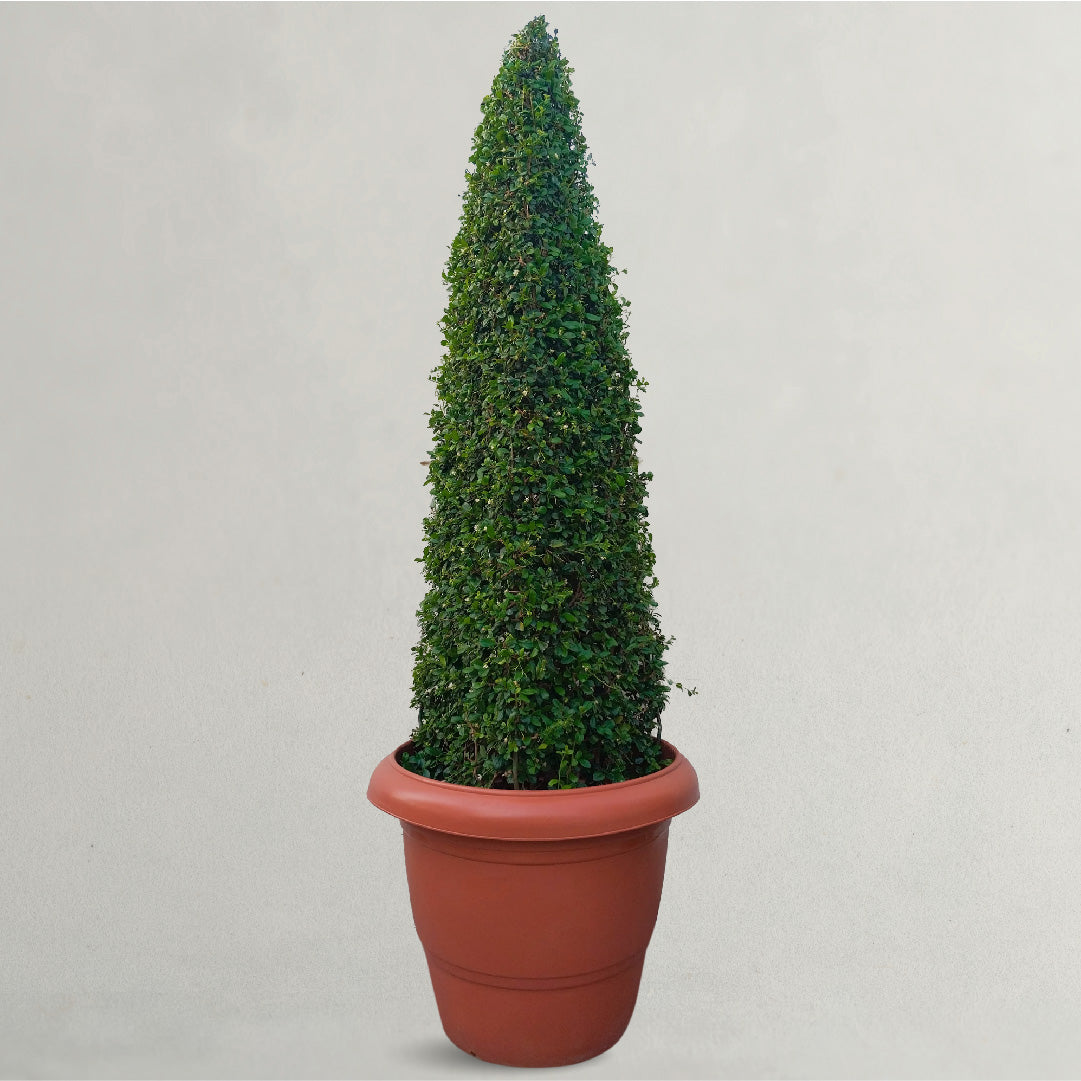 Cone Topiary Outdoor - Real Live Boxwood Cone-Shaped Topiary Buy Now ...