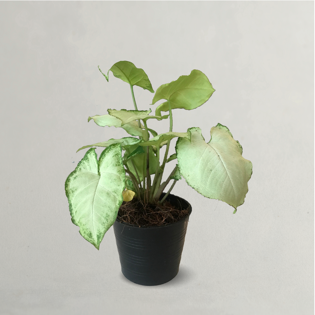 Caladium White Snow Arrowhead - Indoor Plants in Dubai – Plantology Lab ...
