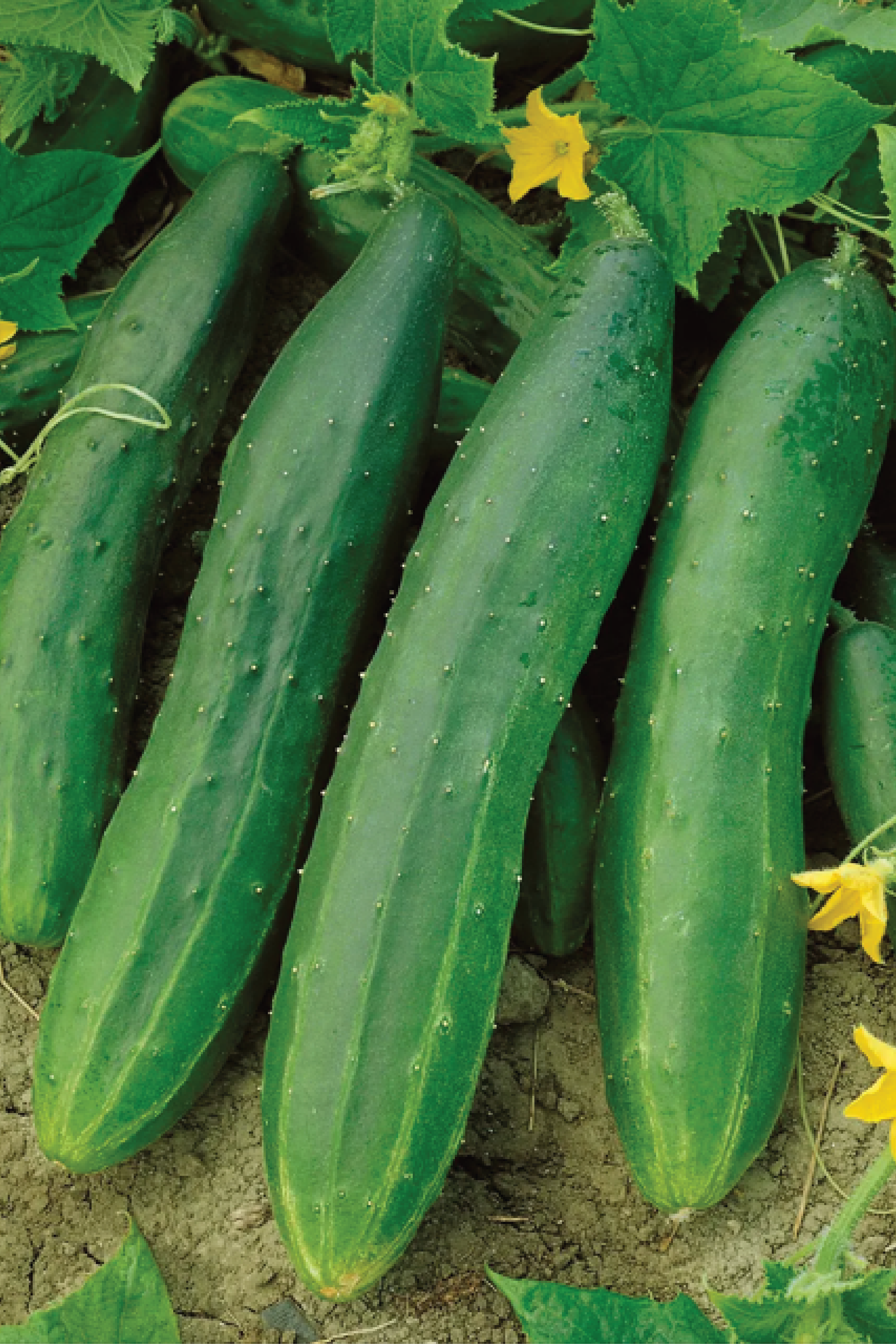 CUCUMBER STRAIGHT EIGHT SEEDS – Plantology Lab Trading